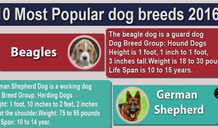10 Most popular dog breeds 2016
