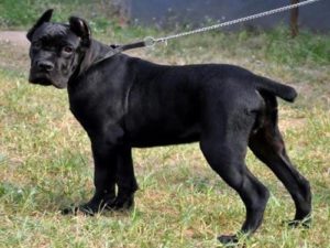 TOP 10 FEARLESS DOG BREEDS IN THE WORLD - Dogmal.com