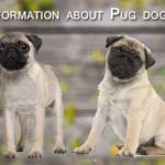 Mountain cur - characteristics, appearance and pictures