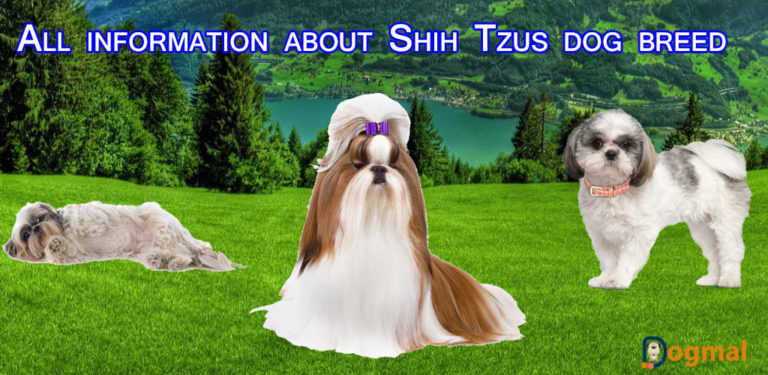 Shih Tzu appearance, characteristics and HD pictures
