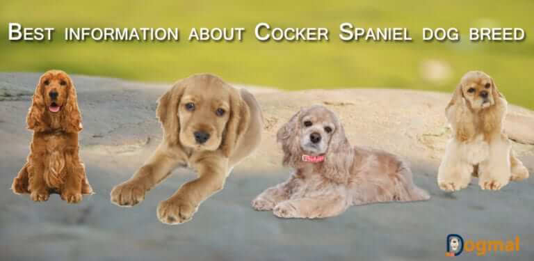 Cocker Spaniel dog- characteristics, appearance and pictures