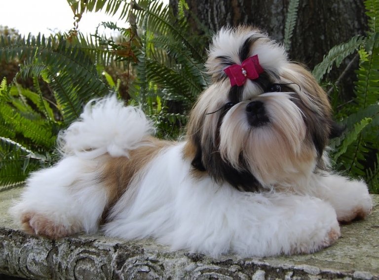 Shih Tzu appearance, characteristics and HD pictures