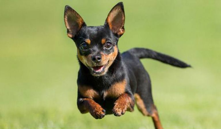 Top 15 Low Maintenance Dog breeds for Families Living In Apartments