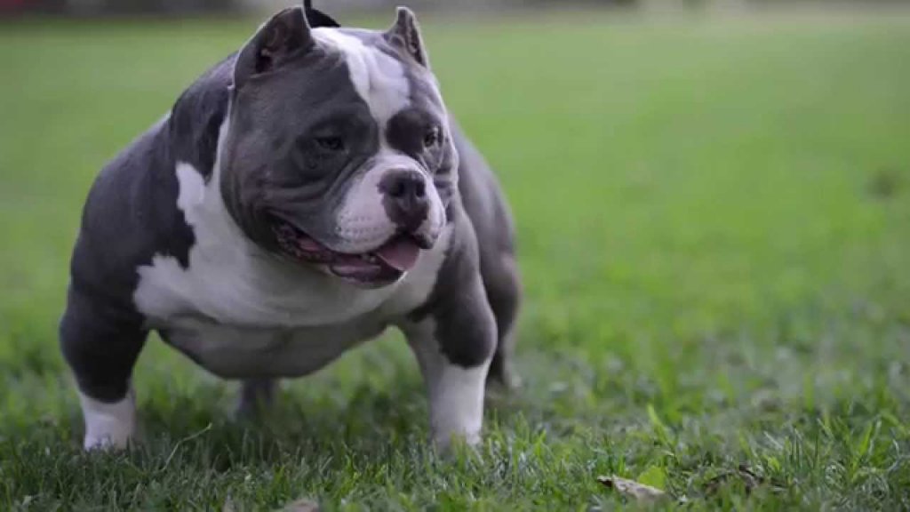American bully dog - characteristic, appearance and picture