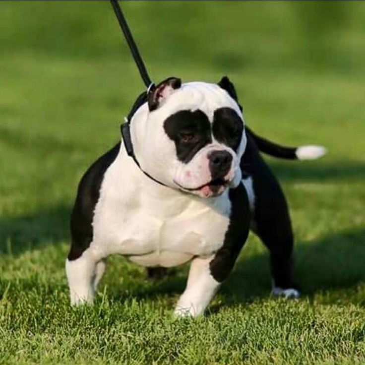 American bully dog - characteristic, appearance and picture