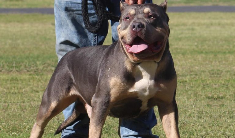 American bully dog - characteristic, appearance and picture