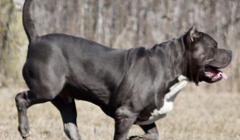 American bully dog - characteristic, appearance and picture