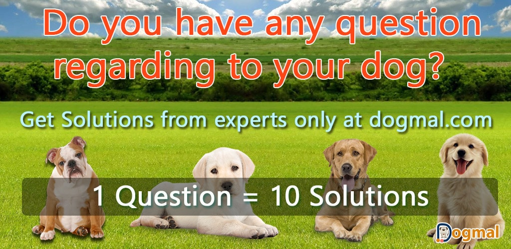 Ask question about dog - Your Dog Questions Answered by Experts