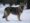 American Alsatian Dog Breed: characteristics, appearance and pictures