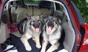 American Alsatian Dog Breed: characteristics, appearance and pictures