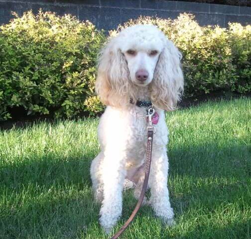 Moyen poodle characteristics, appearance and pictures