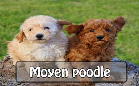 doberman pinscher Personality, temperament and pictures