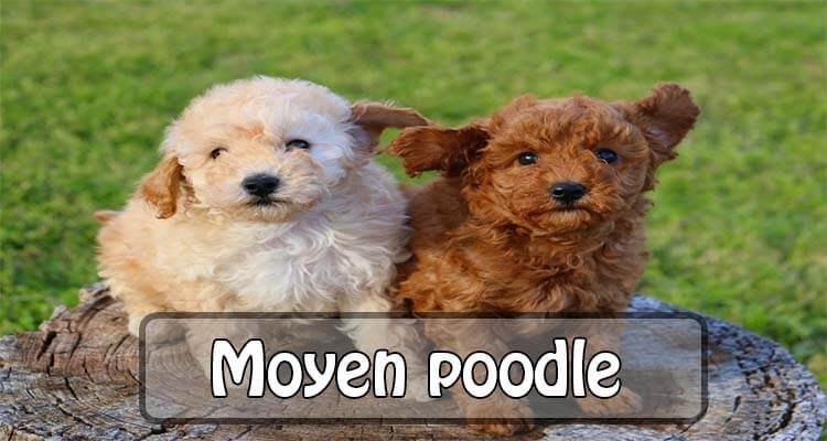 Moyen poodle characteristics, appearance and pictures