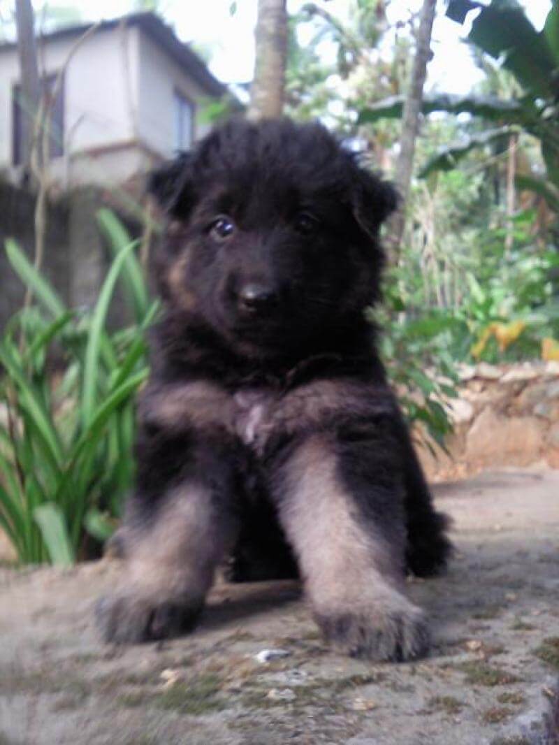 American Alsatian Dog Breed: characteristics, appearance and pictures