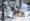 American Alsatian Dog Breed: characteristics, appearance and pictures