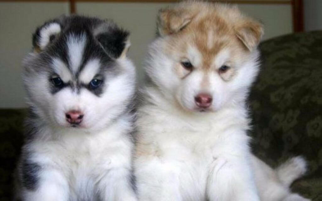 Pomsky | Pomsky dog characteristic, appearance and pictures