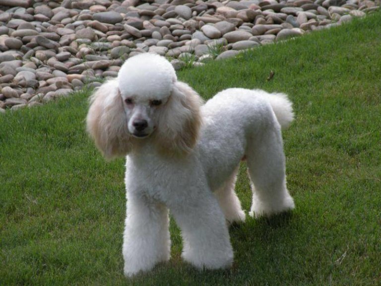Moyen poodle characteristics, appearance and pictures