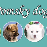 Cockapoo | Cockapoo characteristics, appearance and pictures