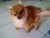 Pomsky | Pomsky dog characteristic, appearance and pictures