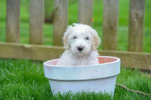 Sheepadoodle - characteristics, appearance and pictures