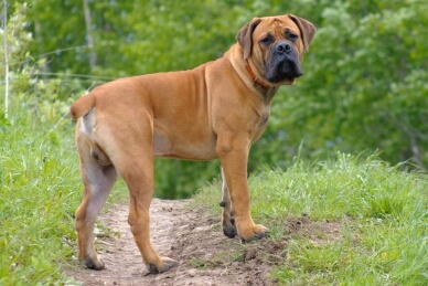 Boerboel dog breed: characteristics, appearance, history and pictures