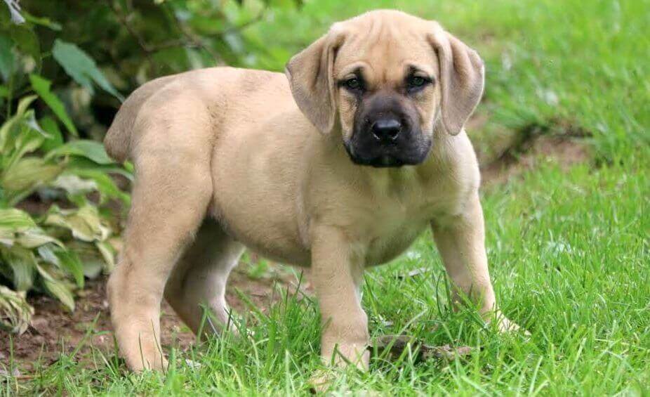 Boerboel dog breed: characteristics, appearance, history and pictures