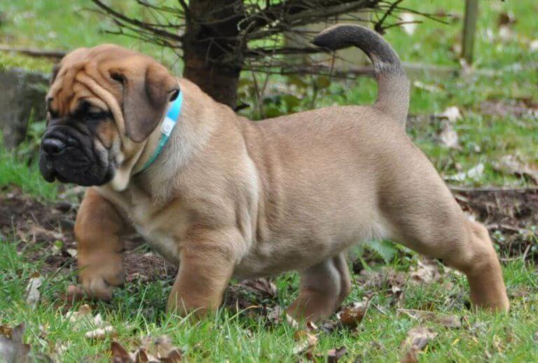Boerboel dog breed: characteristics, appearance, history and pictures
