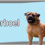 Pomeranian characteristics, appearance and pictures