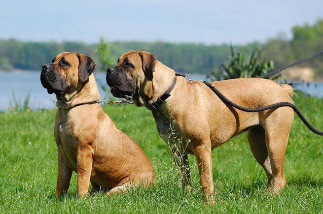 Boerboel dog breed: characteristics, appearance, history and pictures