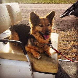 Corgi German shepherd mix Breed: characteristics, appearance and pictures