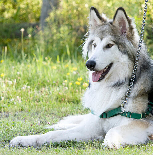 Native American Indian dog information, appearance and pictures