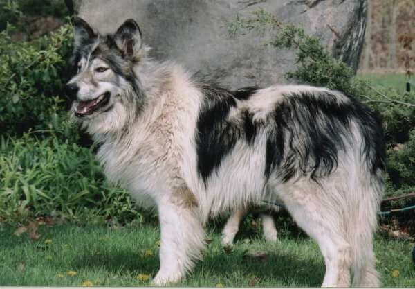 Native American Indian dog information, appearance and pictures
