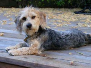 Scoodle dog breed - information and pictures dogmal