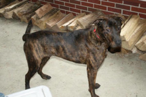 Mountain Cur Dog - Characteristics, Appearance and Pictures