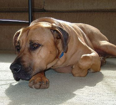 Black Mouth Cur: characteristic, appearance and pictures