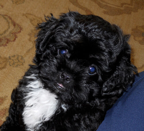 Peekapoo Dog Breed: characteristics, appearance and pictures