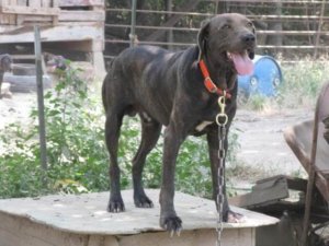 Mountain Cur Dog - Characteristics, Appearance and Pictures