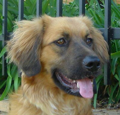 Golden Shepherd - characteristics, appearance and pictures