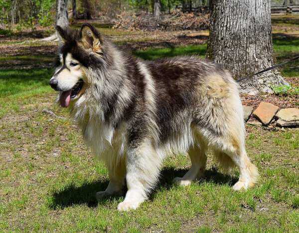 Native American Indian dog information, appearance and pictures