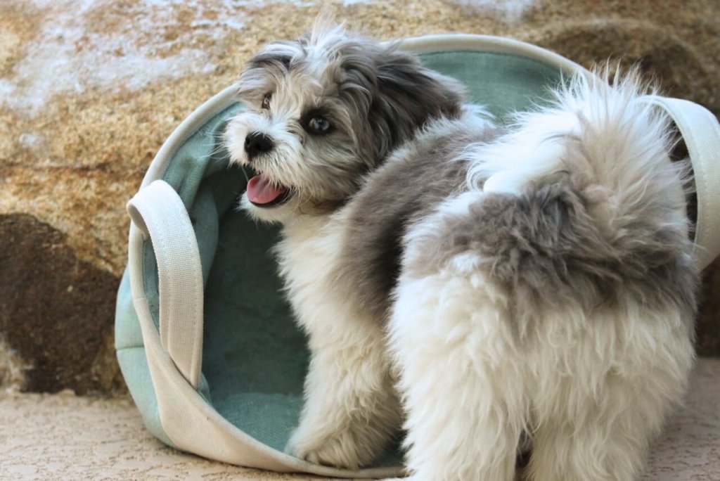 Peekapoo Dog Breed: characteristics, appearance and pictures