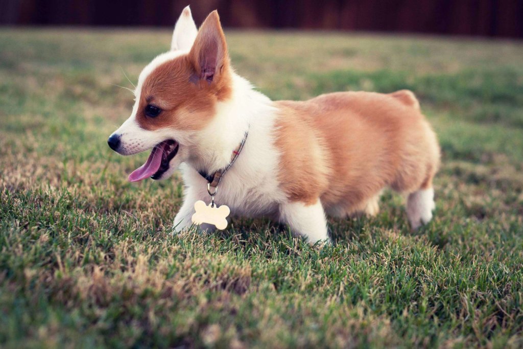 Corgi Husky Mix information characteristics and pictures