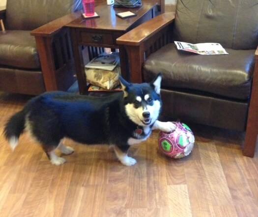 Corgi Husky Mix information characteristics and pictures