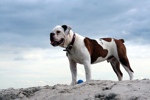 Victorian bulldog appearance, characteristics and pictures