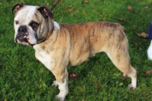 Victorian bulldog appearance, characteristics and pictures