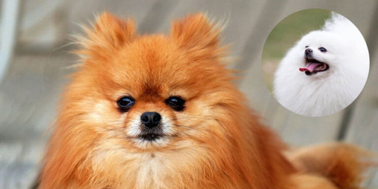 Pomeranian Dog Breed characteristics, appearance and pictures