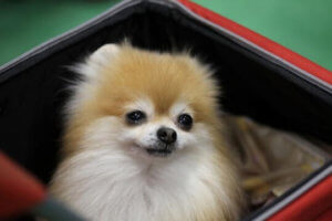 Pomeranian Dog Breed characteristics, appearance and pictures