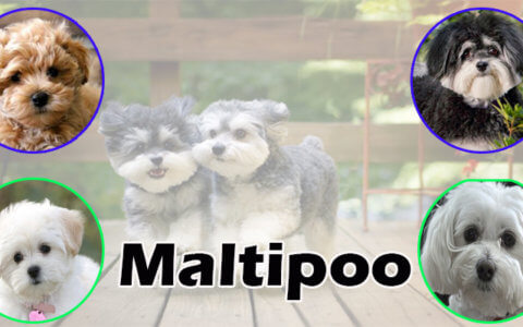 Top 10 Siberian Husky cross breeds (Mongrel breeds)