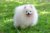 Pomeranian Dog Breed characteristics, appearance and pictures