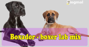 Boxador (Boxer Lab Mix)- Characteristics, Appearance and Pictures