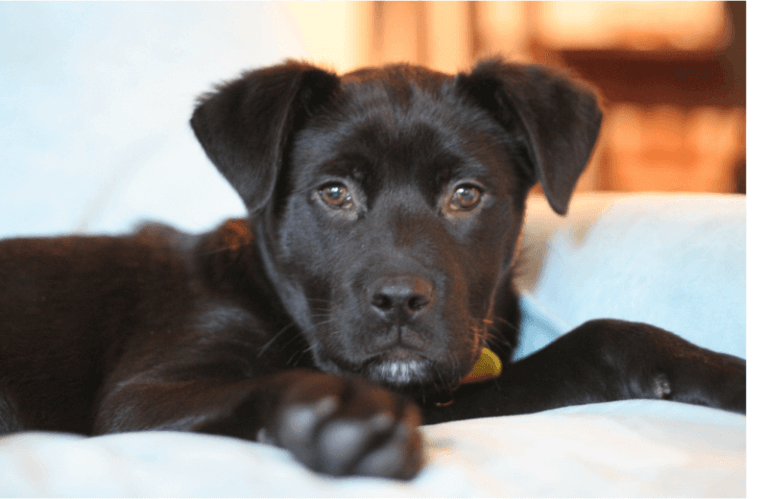 Boxador (Boxer Lab Mix)- Characteristics, Appearance and Pictures